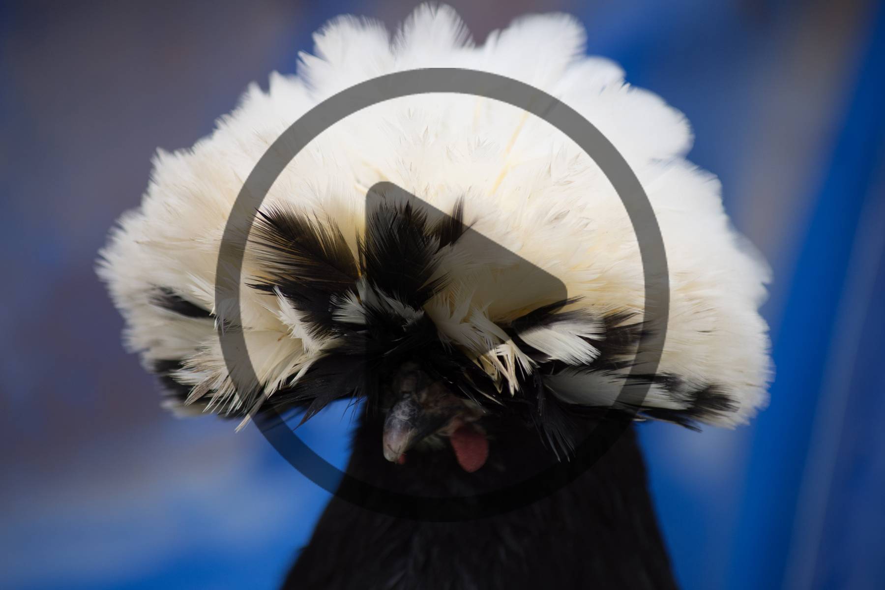 Chicken Breeds – Mother Earth News